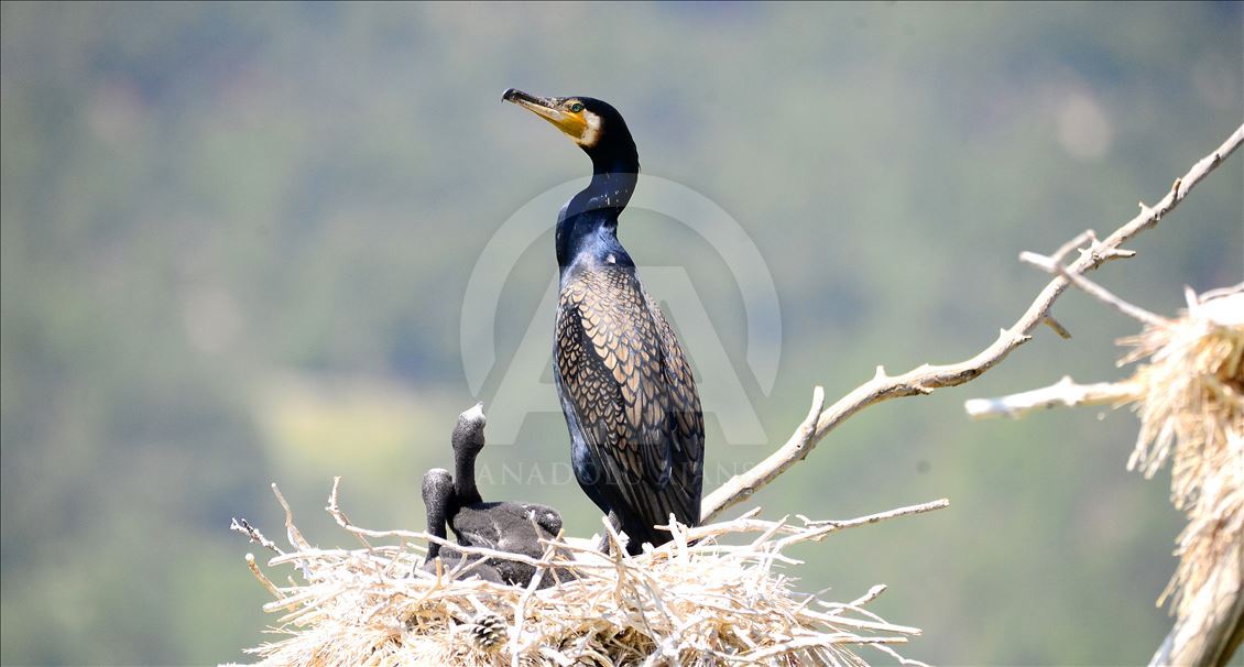 Grey herons and black cormorants at Adiguzel Dam in Turkey - Anadolu Ajansı