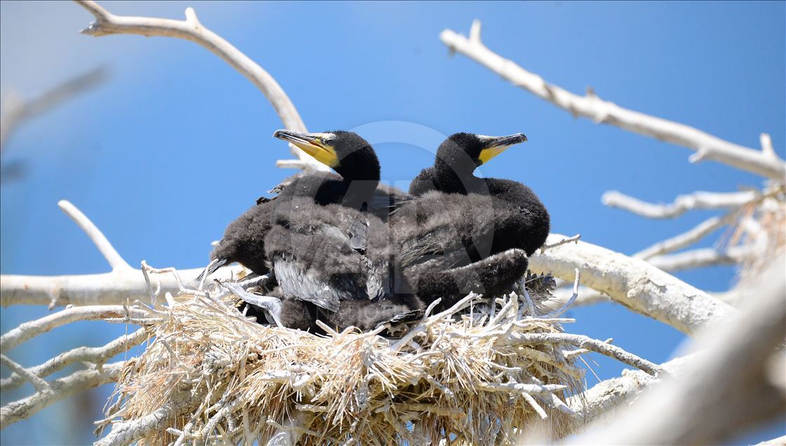 Grey herons and black cormorants at Adiguzel Dam in Turkey - Anadolu Ajansı