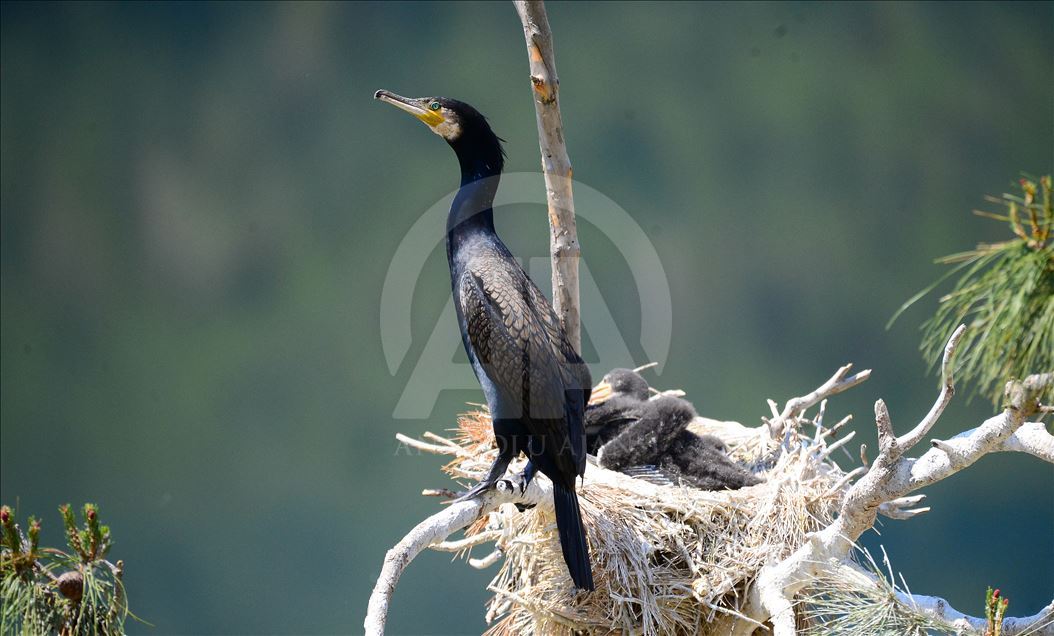 Grey herons and black cormorants at Adiguzel Dam in Turkey - Anadolu Ajansı
