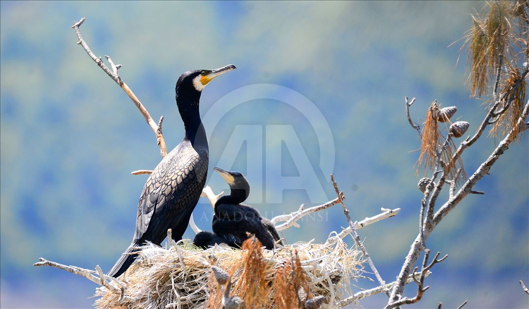 Grey herons and black cormorants at Adiguzel Dam in Turkey - Anadolu Ajansı