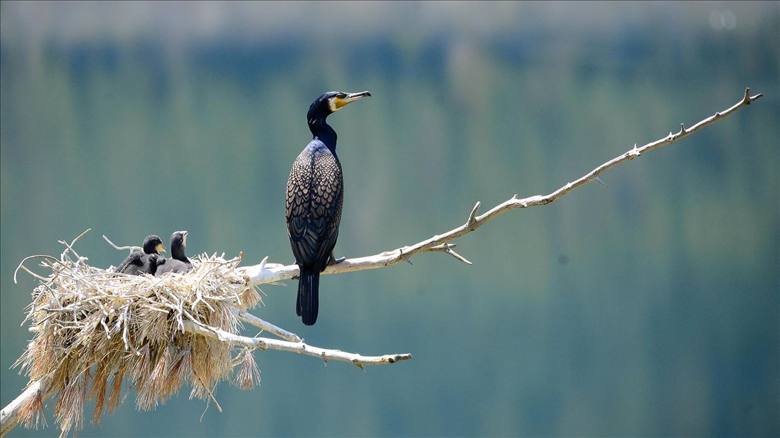 Grey herons and black cormorants at Adiguzel Dam in Turkey - Anadolu Ajansı