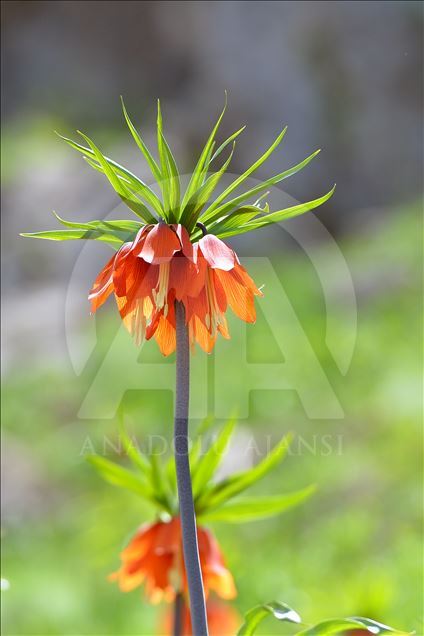 Reverse tulips bloom in Turkey's Tunceli province - Anadolu Ajansı