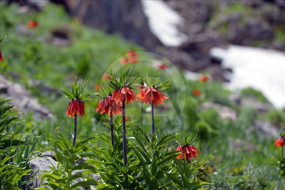 Reverse tulips bloom in Turkey's Tunceli province - Anadolu Ajansı