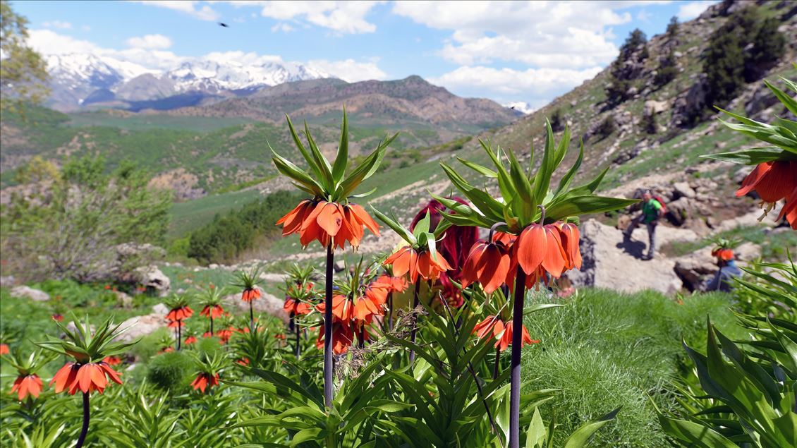 Reverse tulips bloom in Turkey's Tunceli province - Anadolu Ajansı