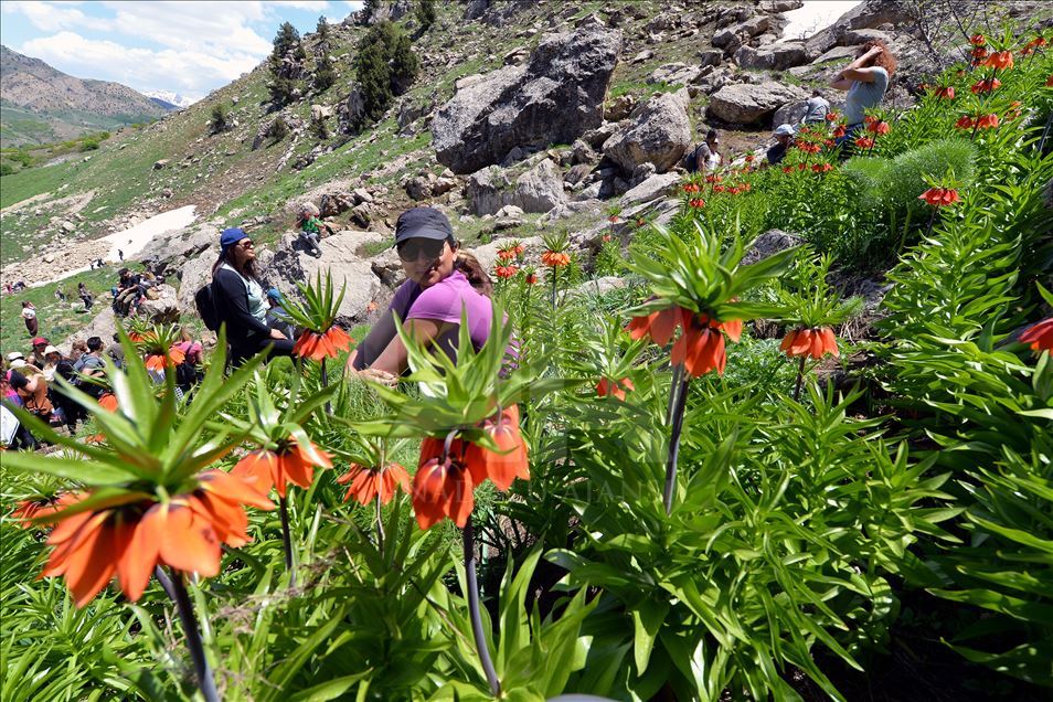 Reverse tulips bloom in Turkey's Tunceli province - Anadolu Ajansı