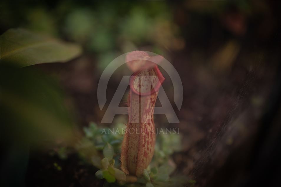 Bogota Botanik Bahçesi'ndeki etçil bitkiler - Anadolu Ajansı