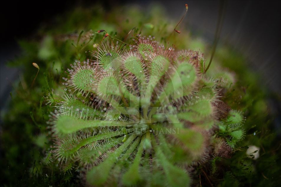 Bogota Botanik Bahçesi'ndeki etçil bitkiler - Anadolu Ajansı