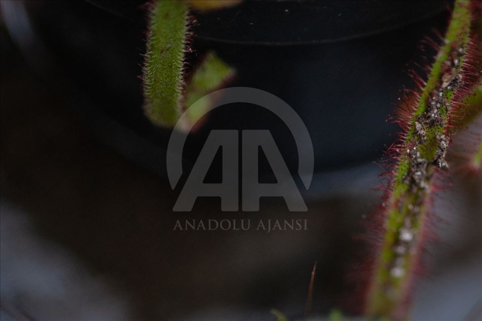 Bogota Botanik Bahçesi'ndeki etçil bitkiler - Anadolu Ajansı