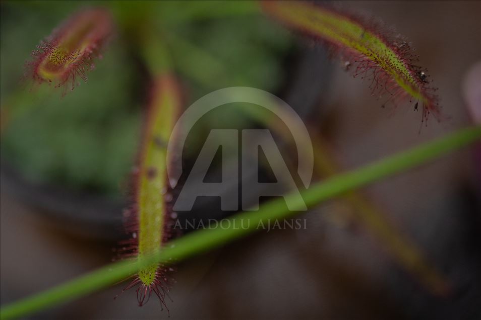 Bogota Botanik Bahçesi'ndeki etçil bitkiler - Anadolu Ajansı