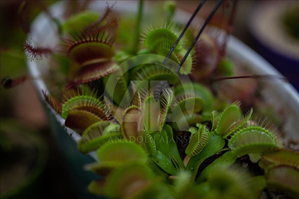 Bogota Botanik Bahçesi'ndeki etçil bitkiler - Anadolu Ajansı