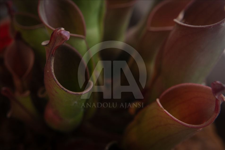 Bogota Botanik Bahçesi'ndeki etçil bitkiler - Anadolu Ajansı