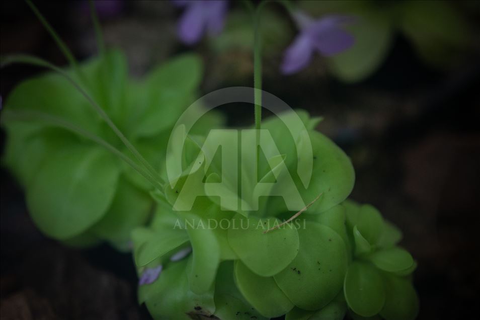 Bogota Botanik Bahçesi'ndeki etçil bitkiler - Anadolu Ajansı