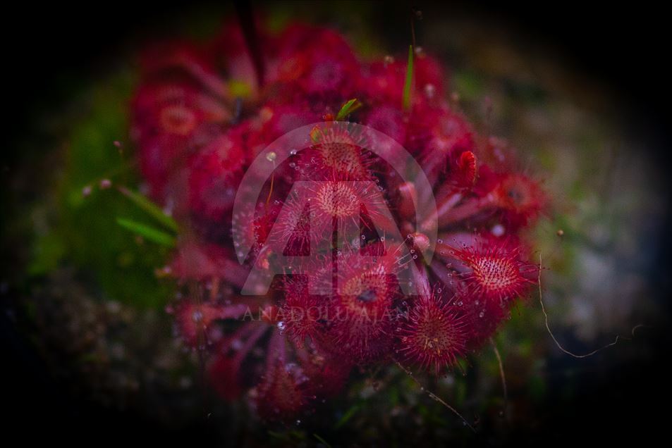 Bogota Botanik Bahçesi'ndeki etçil bitkiler - Anadolu Ajansı