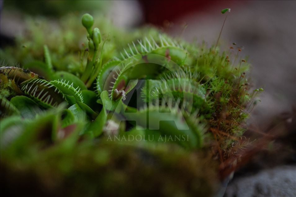 Bogota Botanik Bahçesi'ndeki etçil bitkiler - Anadolu Ajansı