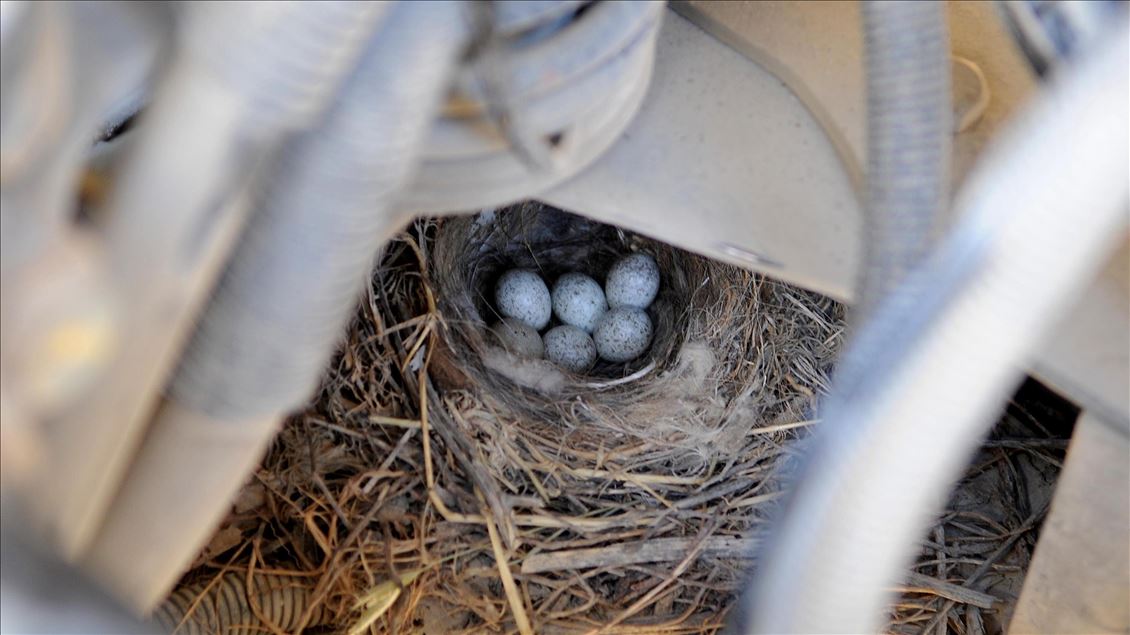 Truck taken off service as bird sets up nest in engine - Anadolu Ajansı