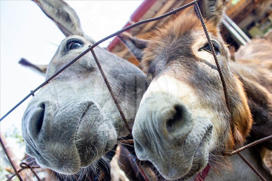 Balkan's first "Donkey Museum" attracts visitors - Anadolu Ajansı