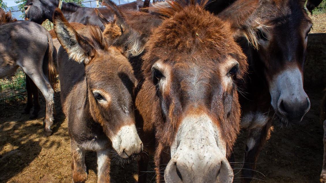 Balkan's first "Donkey Museum" attracts visitors - Anadolu Ajansı