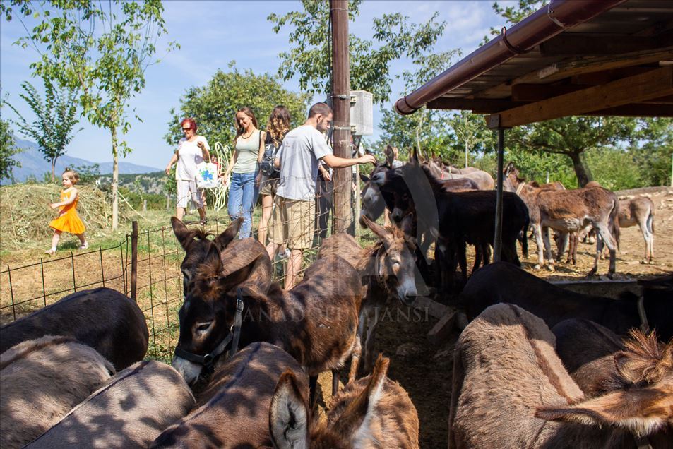 Balkan's first "Donkey Museum" attracts visitors - Anadolu Ajansı