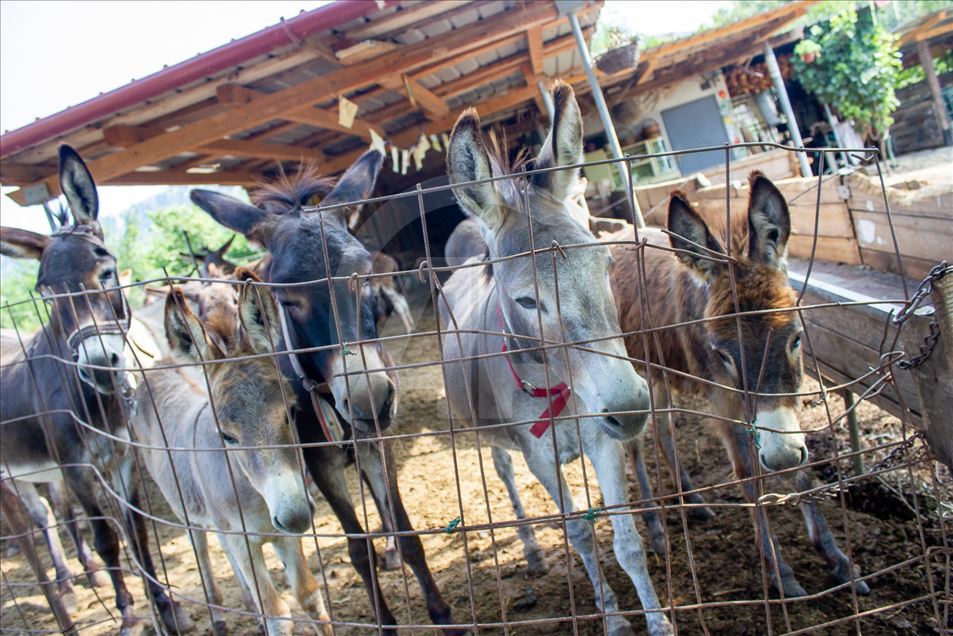 Balkan's first "Donkey Museum" attracts visitors - Anadolu Ajansı