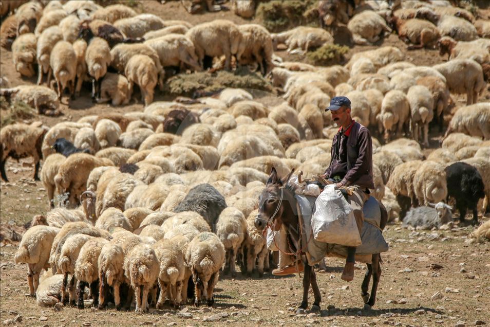 Sheep Shearing in Turkey's Van - Anadolu Ajansı