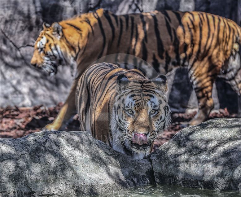 Crías de tigre de Bengala son la nueva joya de Estambul - Anadolu Ajansı