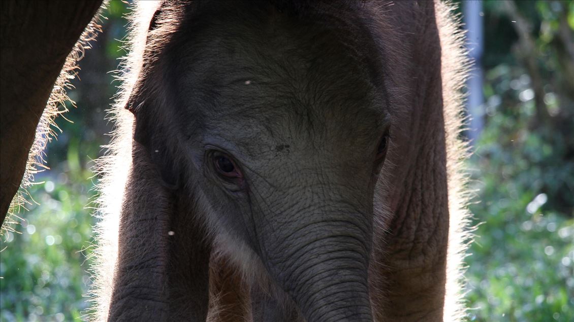 Birth of Sumatran elephant in Aceh - Anadolu Ajansı