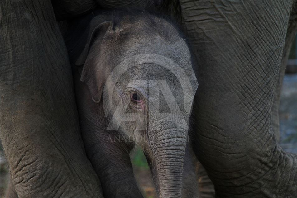 Birth of Sumatran elephant in Aceh - Anadolu Ajansı