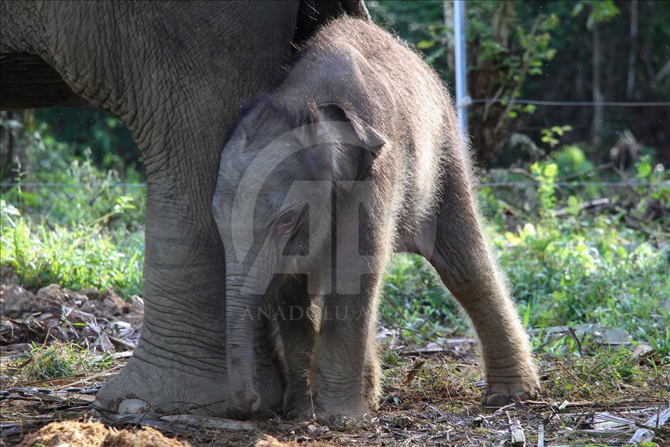 Birth of Sumatran elephant in Aceh - Anadolu Ajansı