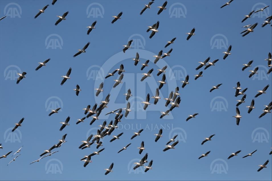 Pelicans are on their migratory path - Anadolu Ajansı