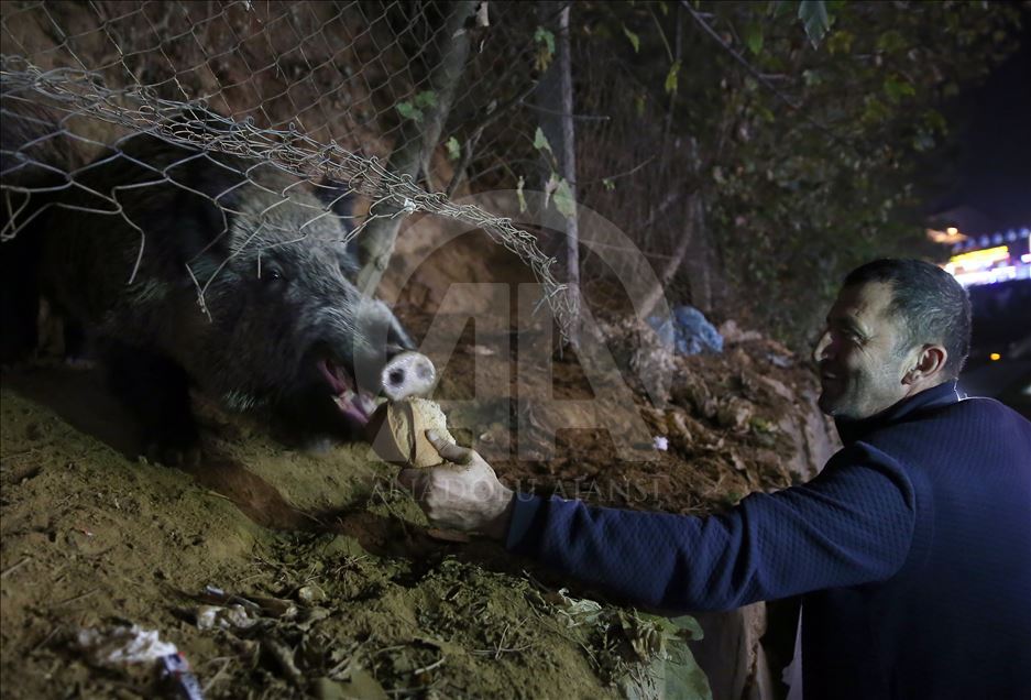 Wild boars hit city due to their hunger in Istanbul - Anadolu Ajansı
