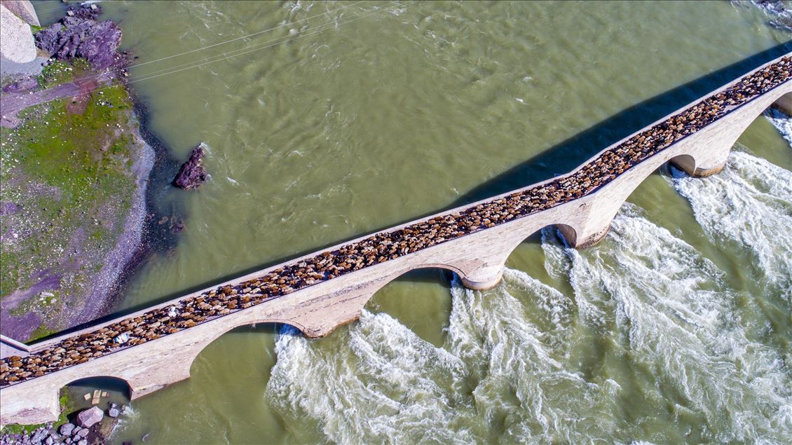 Sheep flock crossing the Palu Bridge in Turkey - Anadolu Ajansı