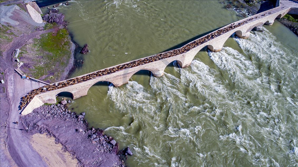 Sheep flock crossing the Palu Bridge in Turkey - Anadolu Ajansı