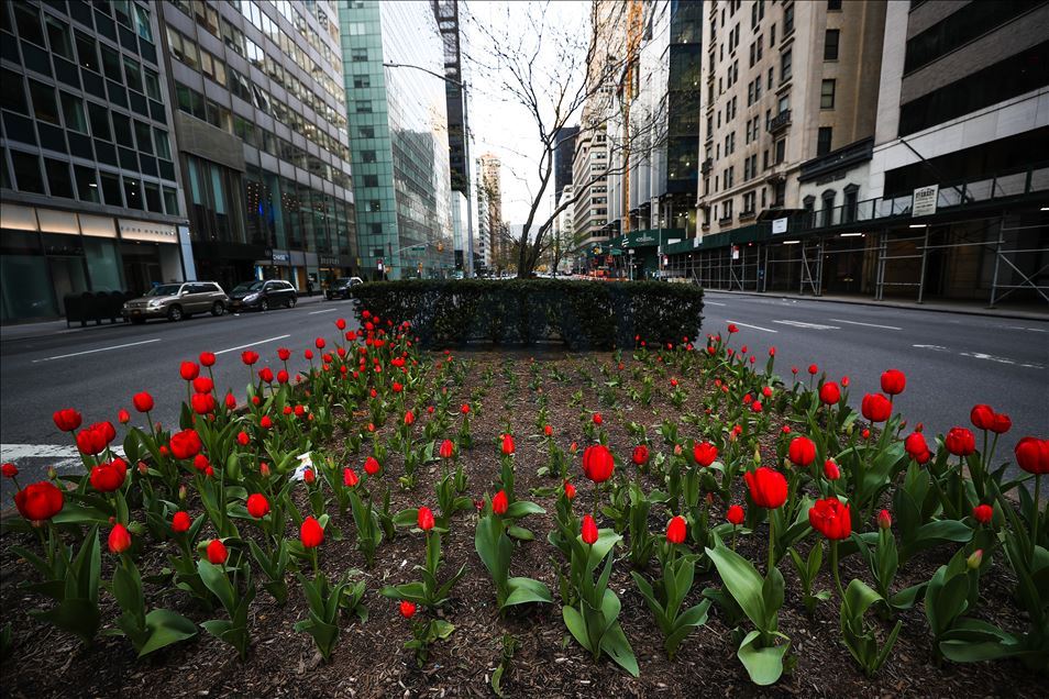 Tulips in New York City - Anadolu Ajansı