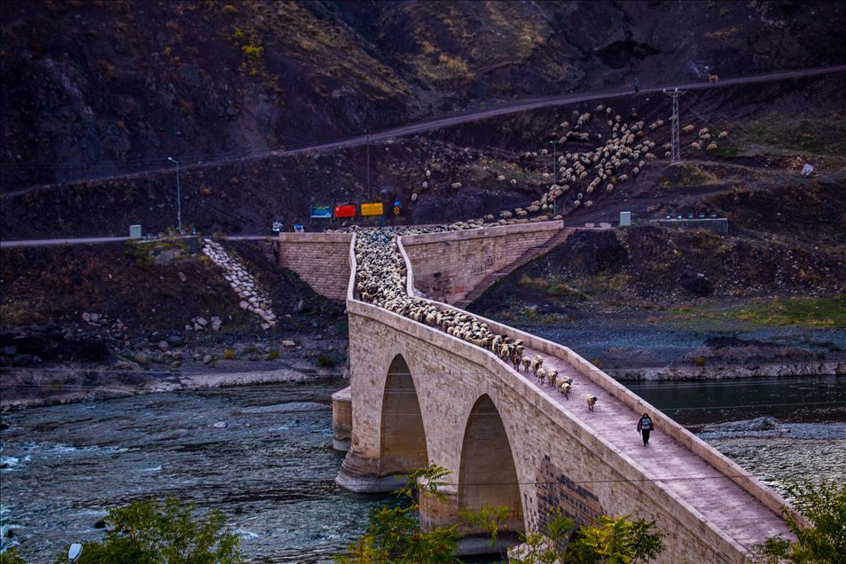 Sheep flock crossing the Palu Bridge in Turkey - Anadolu Ajansı