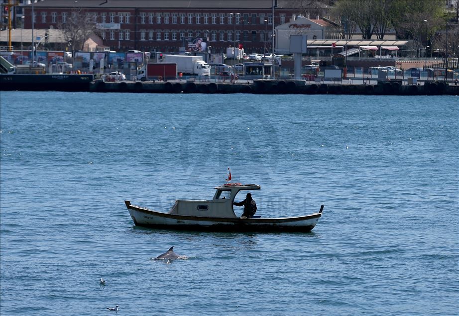 Dolphins chase fishing boat in Istanbul - Anadolu Ajansı
