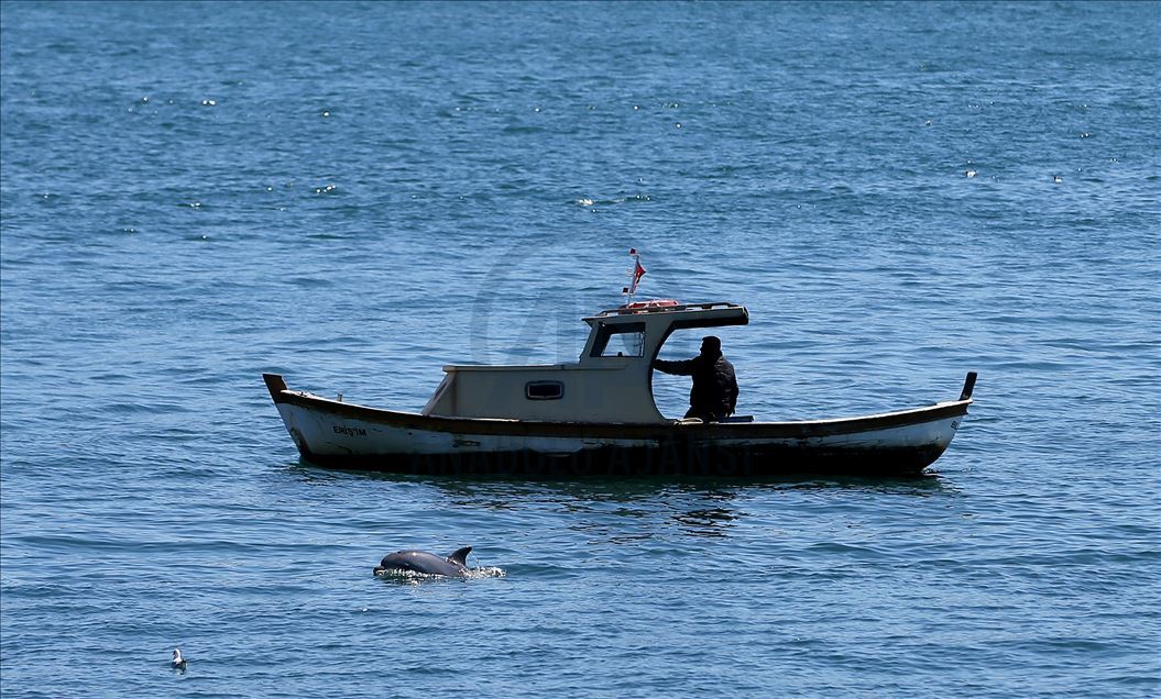 Dolphins chase fishing boat in Istanbul - Anadolu Ajansı