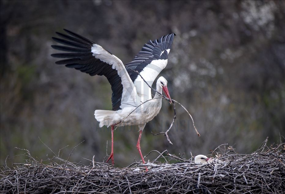 Herald of spring: 'Storks' - Anadolu Ajansı