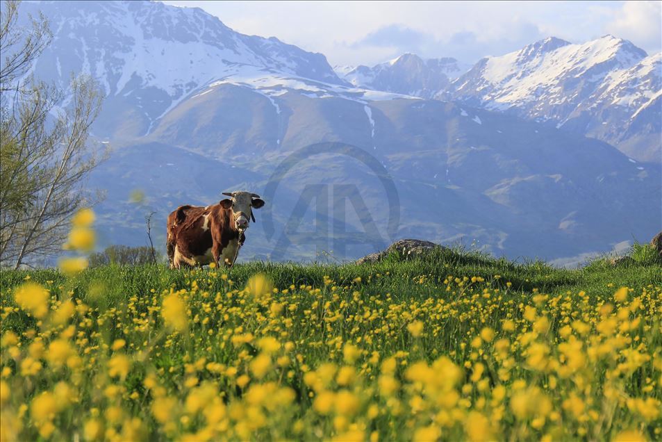 Spring in Turkey's Tunceli - Anadolu Ajansı