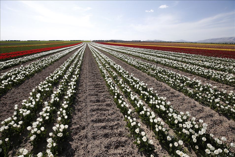Tulip export from Turkey to 12 countries - Anadolu Ajansı