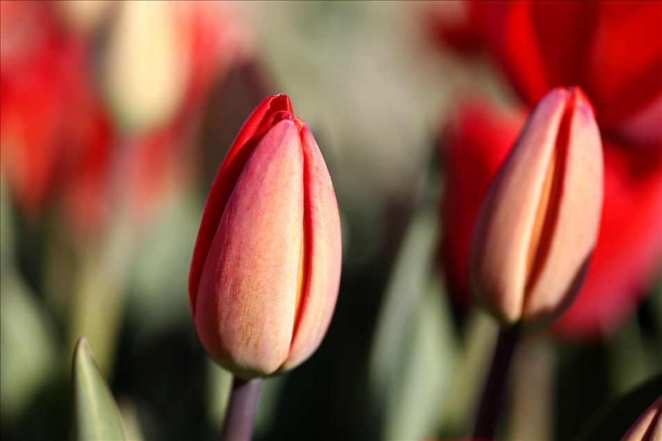 Tulip export from Turkey to 12 countries - Anadolu Ajansı
