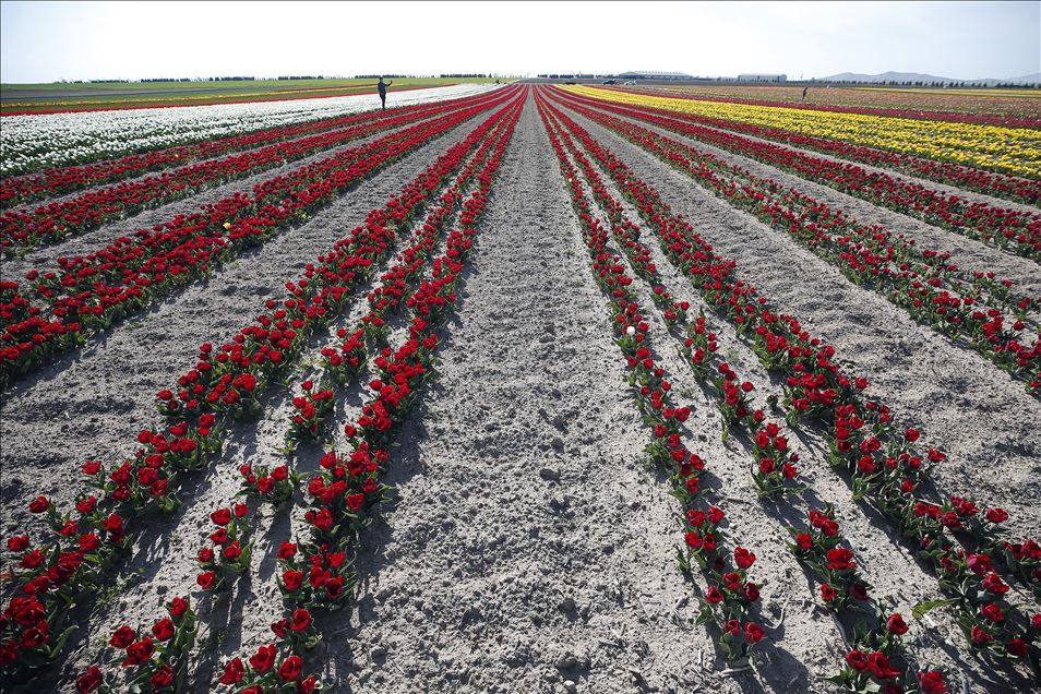 Tulip export from Turkey to 12 countries - Anadolu Ajansı