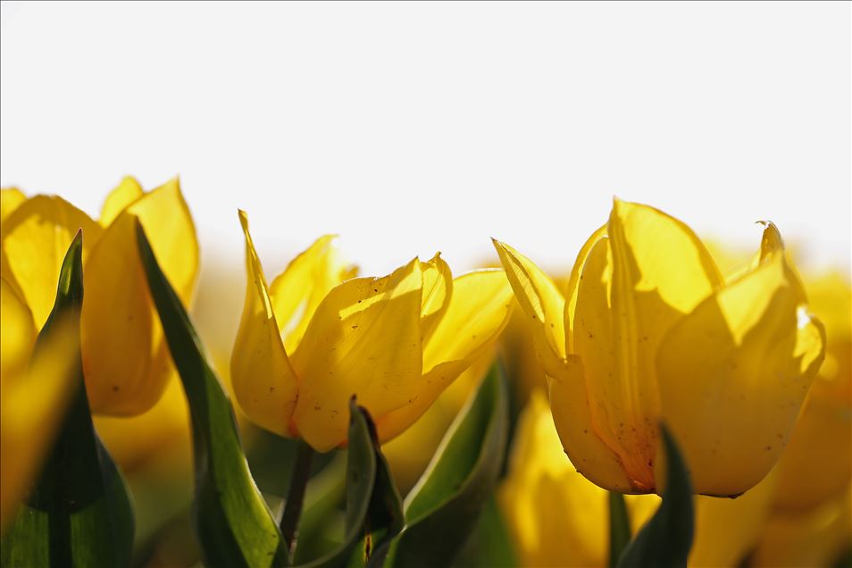 Tulip export from Turkey to 12 countries - Anadolu Ajansı