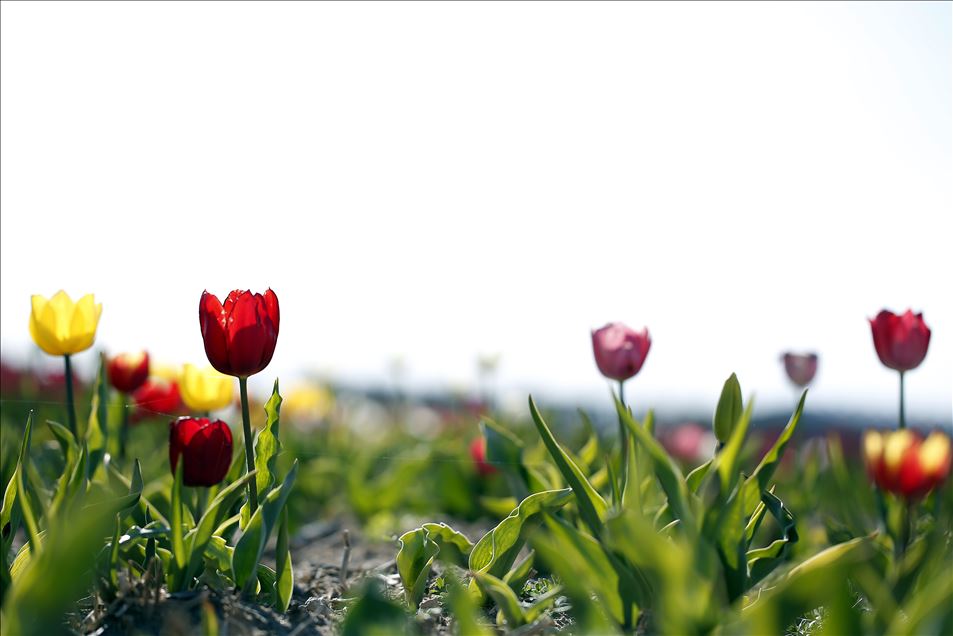 Tulip export from Turkey to 12 countries - Anadolu Ajansı