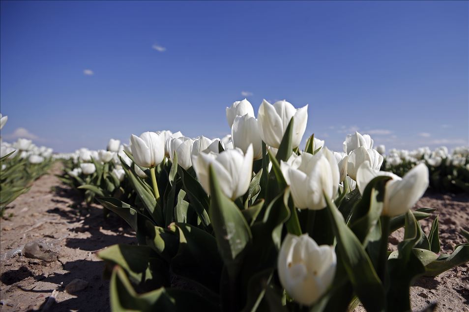 Tulip export from Turkey to 12 countries - Anadolu Ajansı