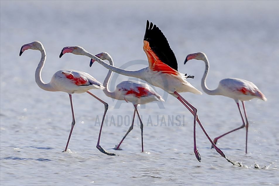 Flamingo density in Burdur Yarisli Lake of Turkey - Anadolu Ajansı