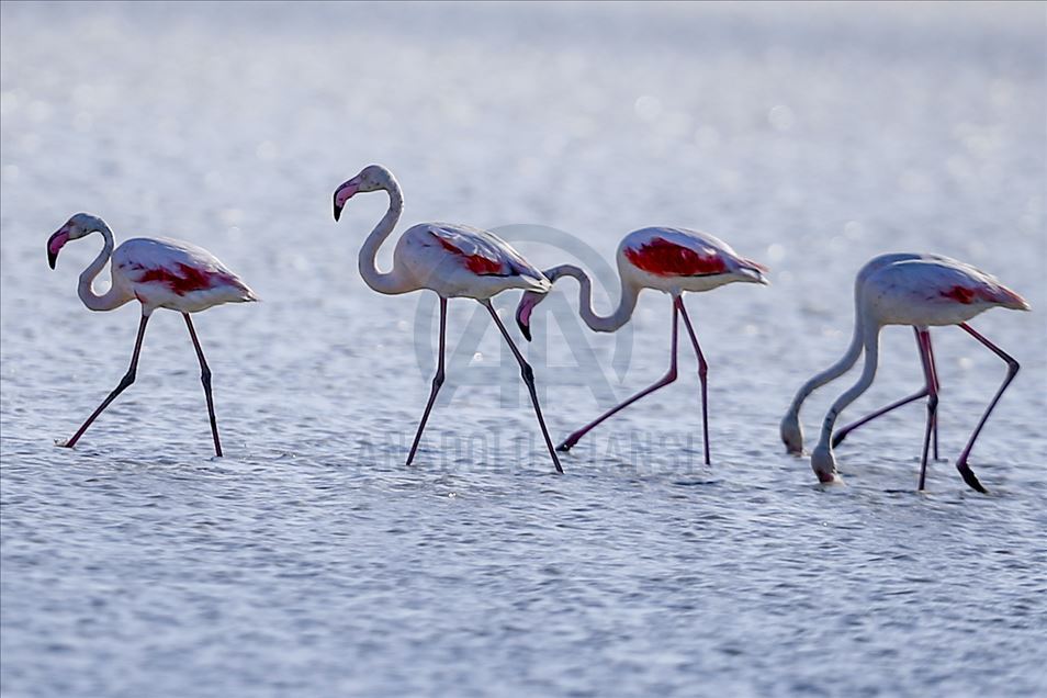 Flamingo density in Burdur Yarisli Lake of Turkey - Anadolu Ajansı