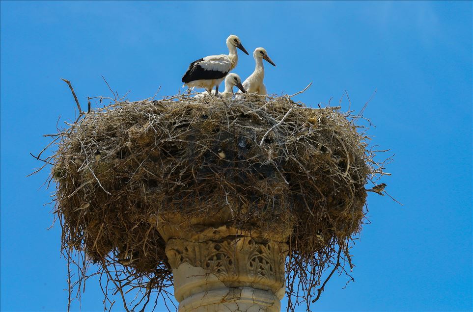 Storks nest in Ephesus Ancient City in Turkey - Anadolu Ajansı