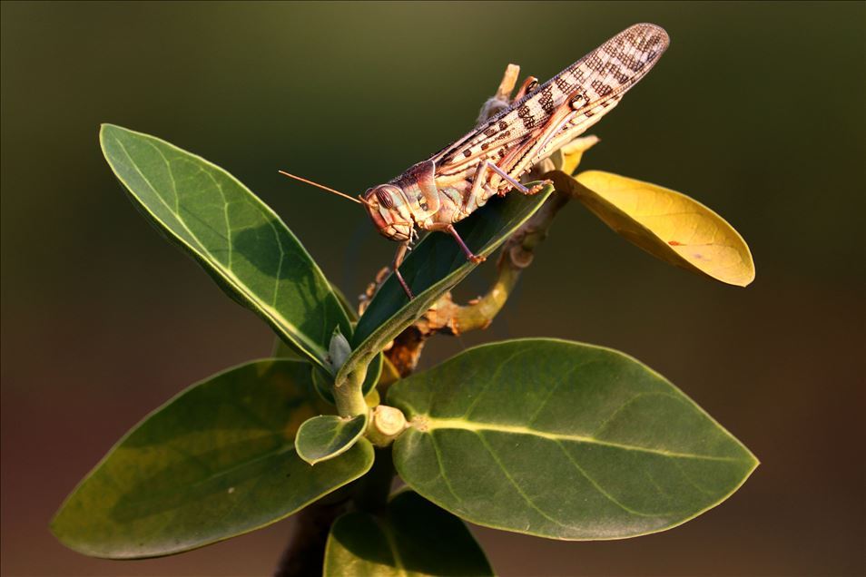Swarms of locust attack in the Narwar Village of India - Anadolu Agency