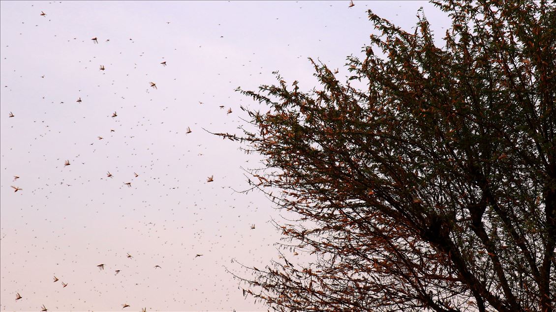 Swarms of locust attack in the Narwar Village of India - Anadolu Ajansı