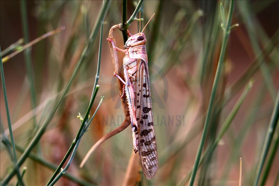 Swarms of locust attack in the Narwar Village of India - Anadolu Agency